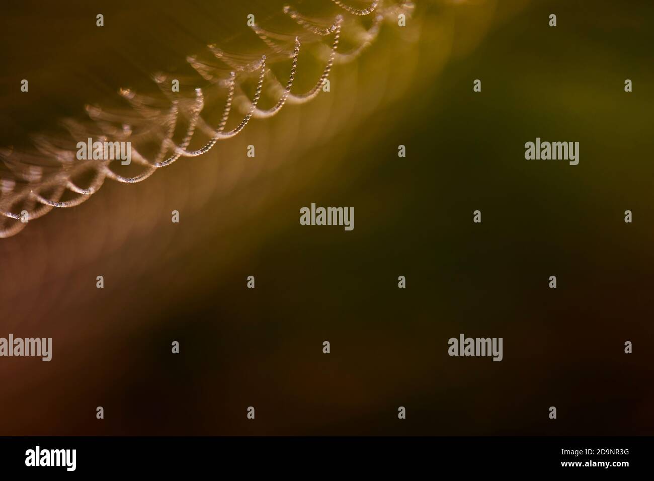 Spider web arch hi-res stock photography and images - Alamy