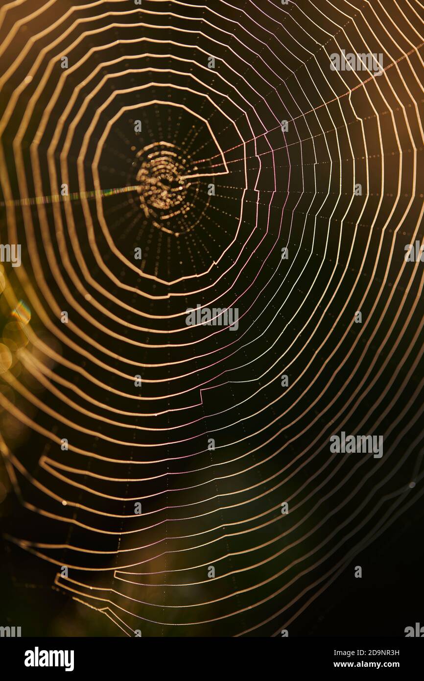 Spider web, morning dew, back light Stock Photo - Alamy