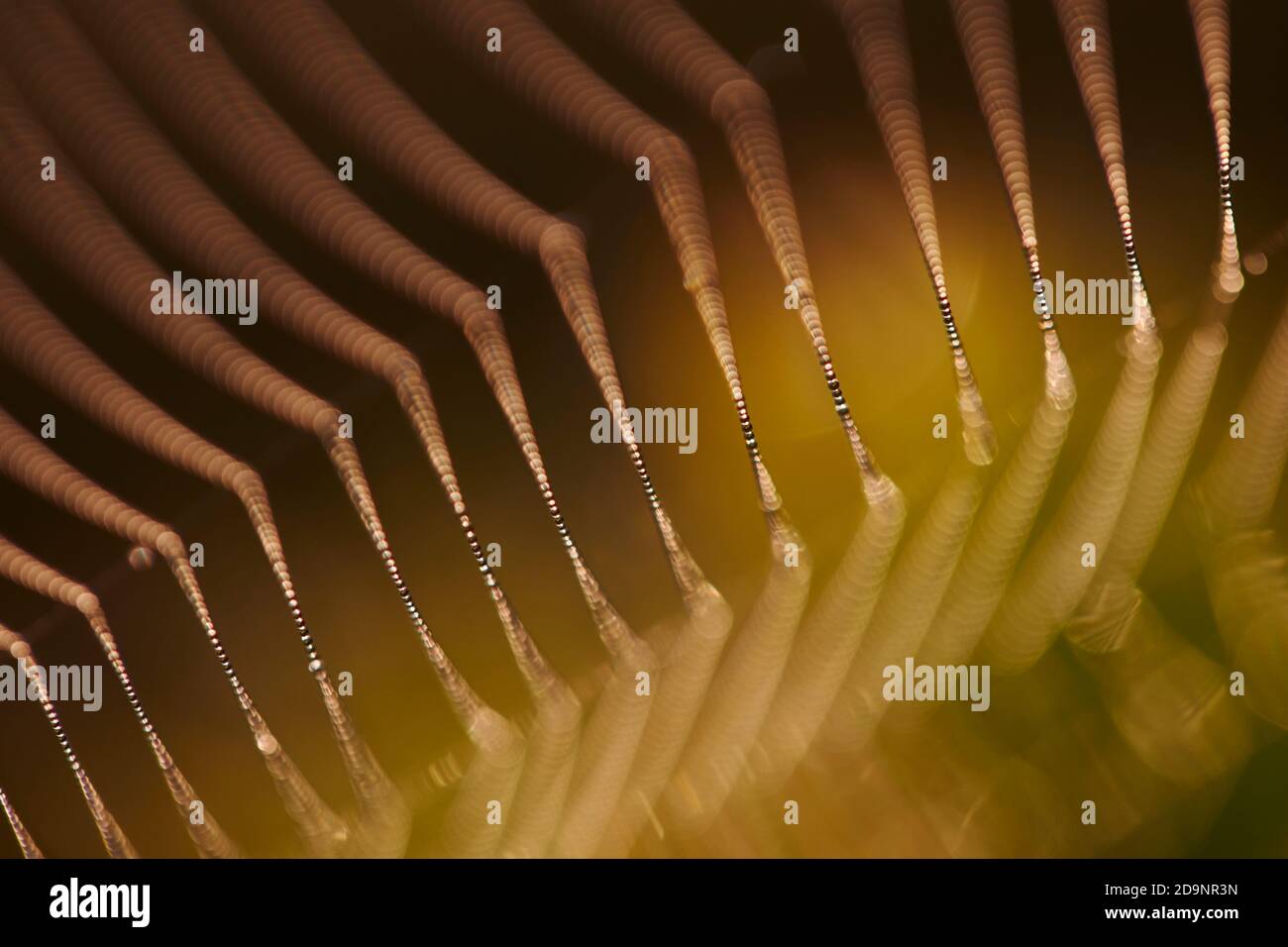 Spider web arch hi-res stock photography and images - Alamy
