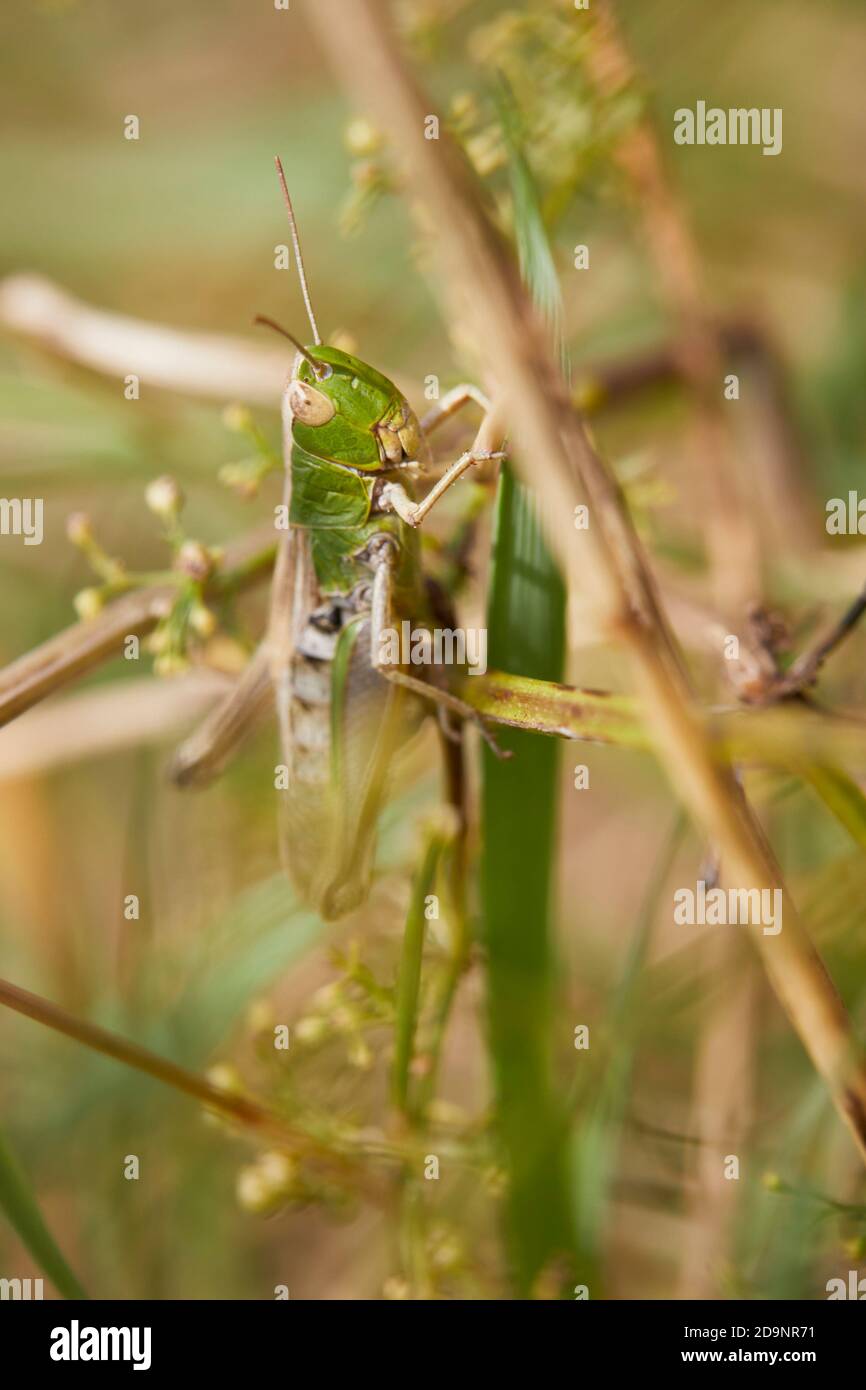 Grasshopper green hi-res stock photography and images - Alamy