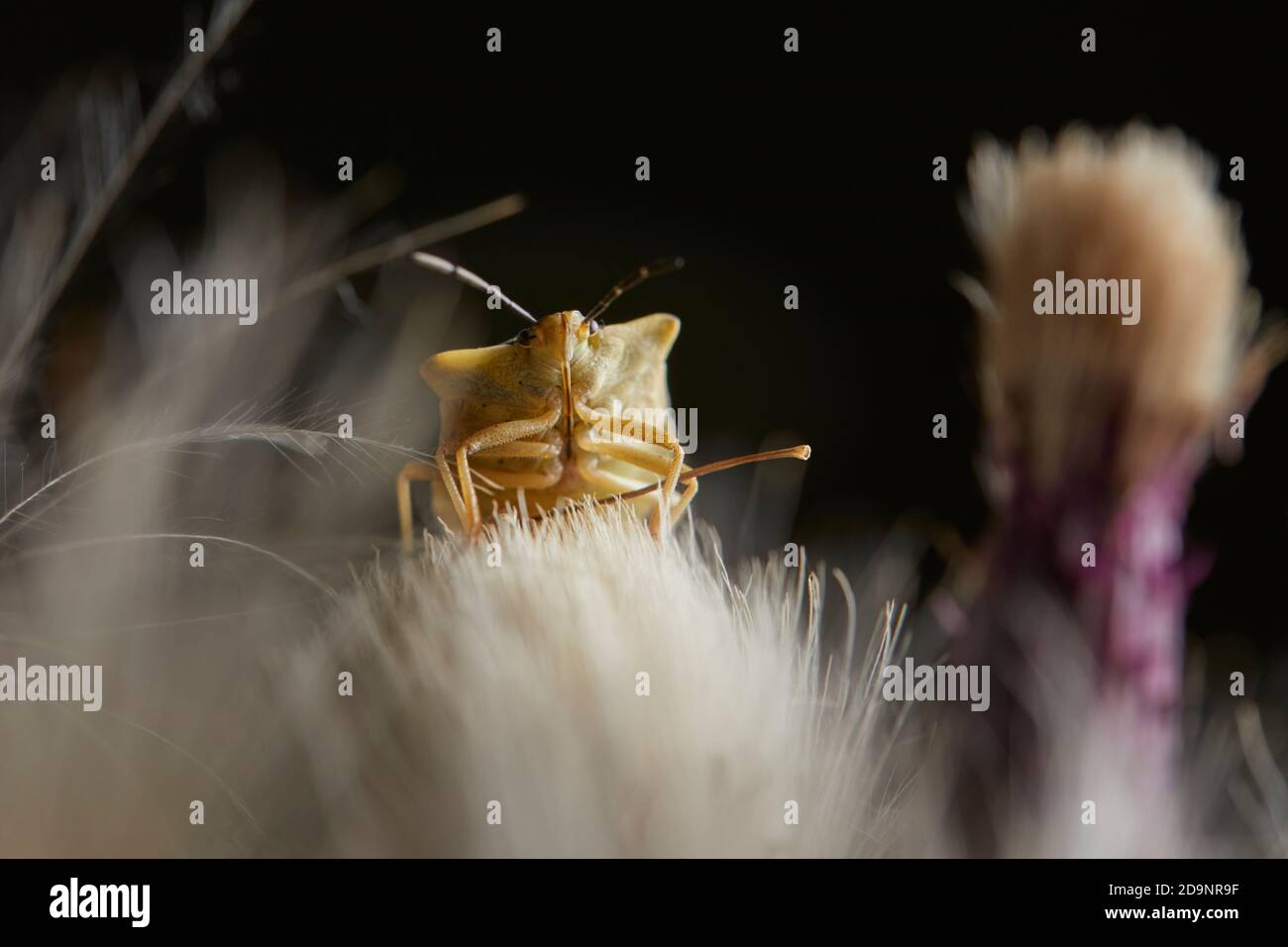 Bug form hi-res stock photography and images - Alamy