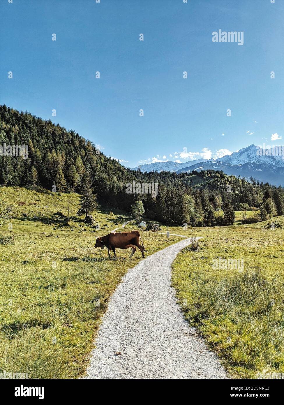 Cow trail hi-res stock photography and images - Alamy