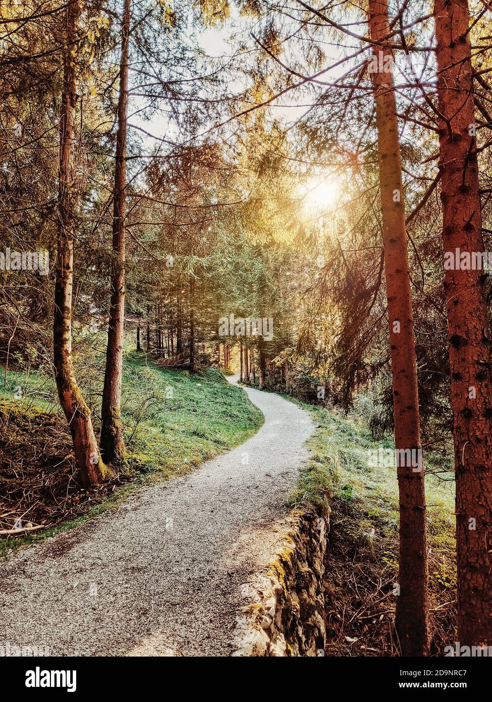 Path leads through a forest, sun breaks through trees Stock Photo - Alamy