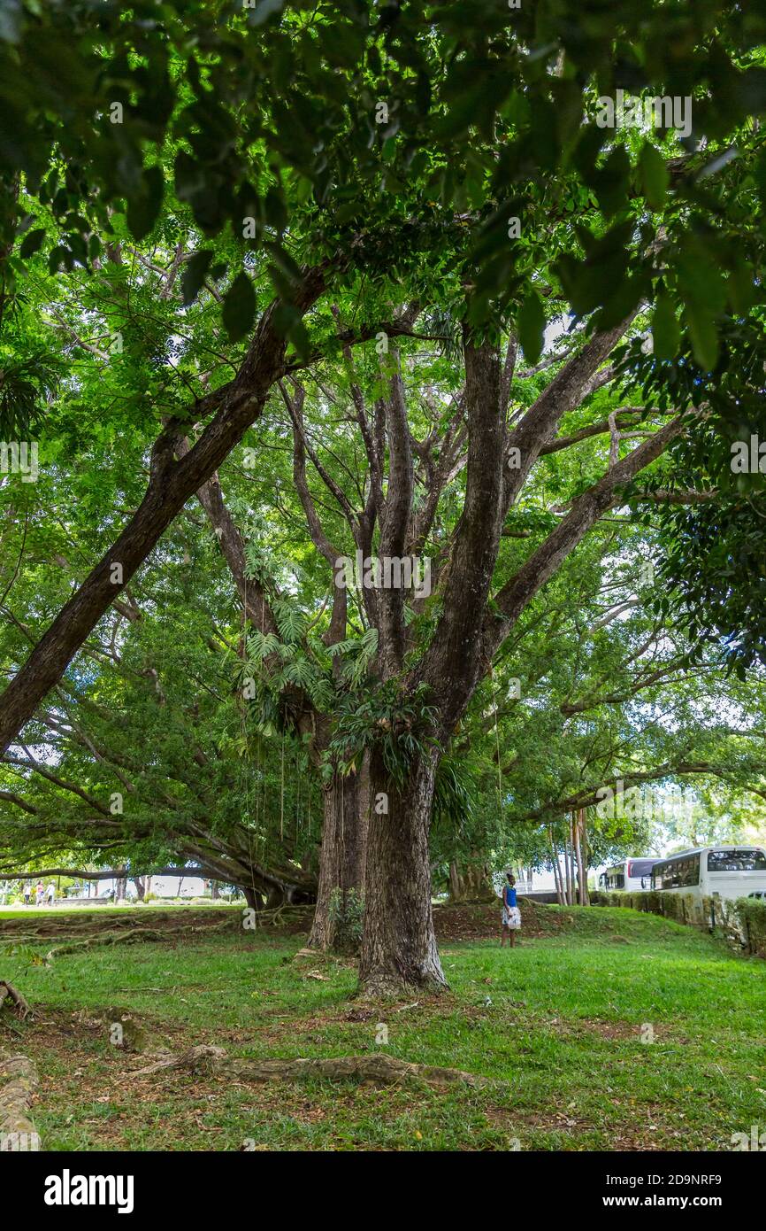 Indian banyan tree hi-res stock photography and images - Alamy