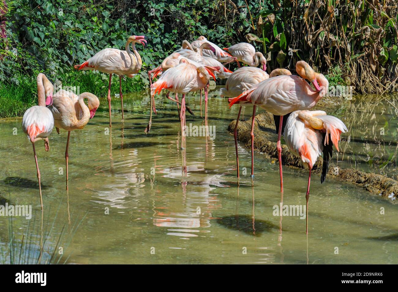 the white Chilean flamingos in a shallow water Stock Photo - Alamy