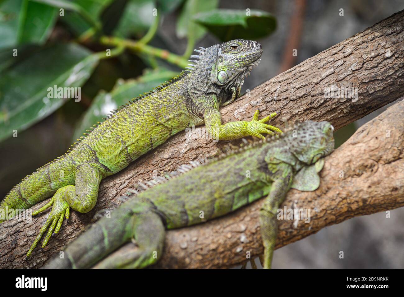 the two green iguanas on a tree branch Stock Photo - Alamy