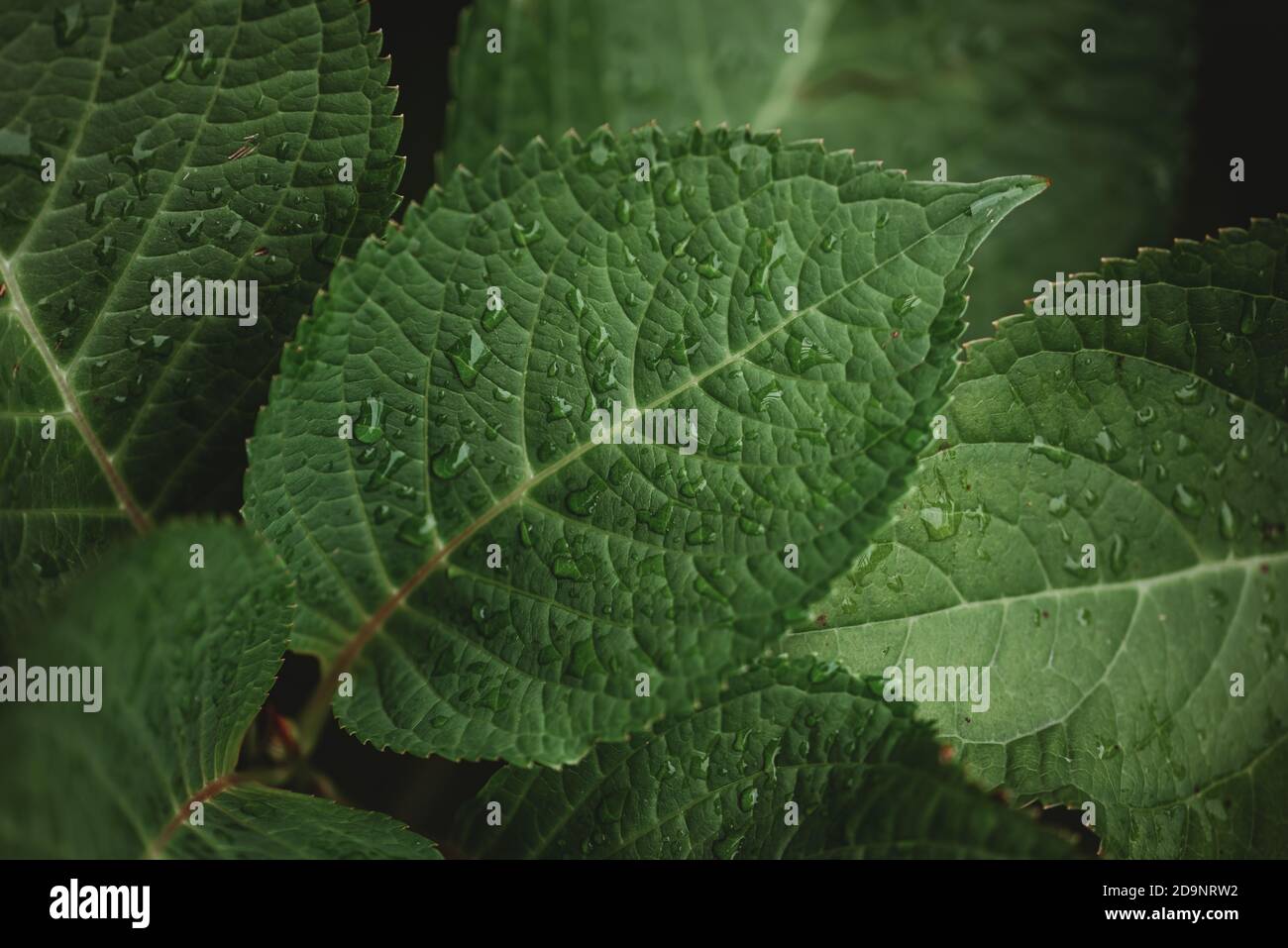 Close up of bright green leaves on a hydrangea plant in a garden Stock ...