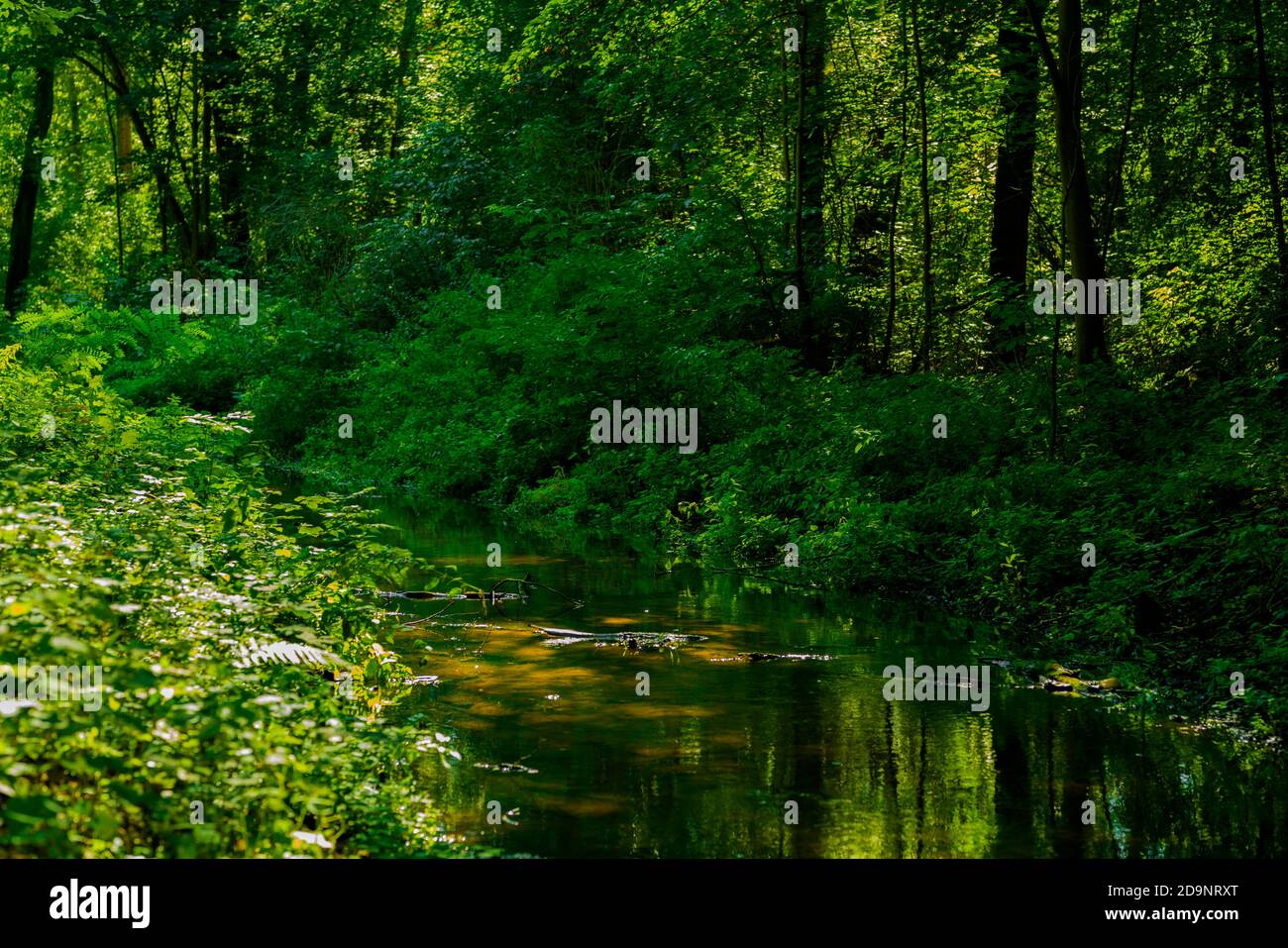 Small river in the forest Stock Photo - Alamy