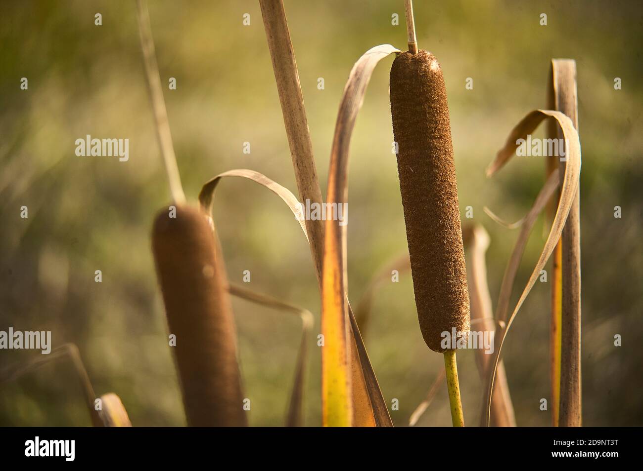 Close up typha latifolia flower hi-res stock photography and images - Alamy
