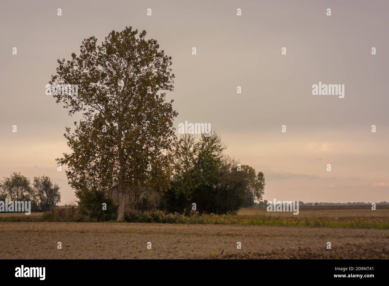 Italian countryside landscape with a big tree at sunset Stock Photo - Alamy
