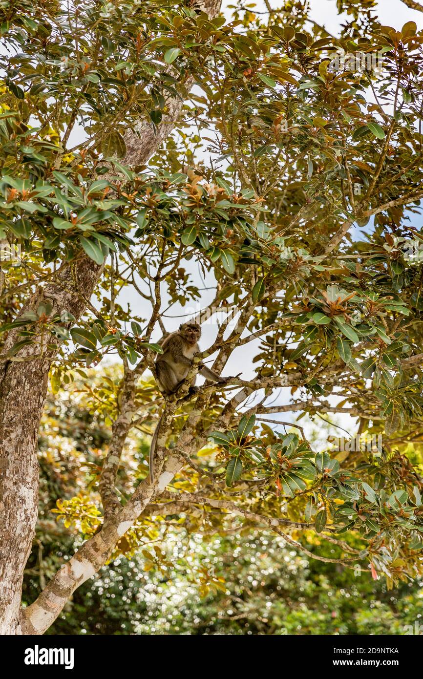Macaque sitting on a tree, (Macaca), Black River Gorges National Park ...
