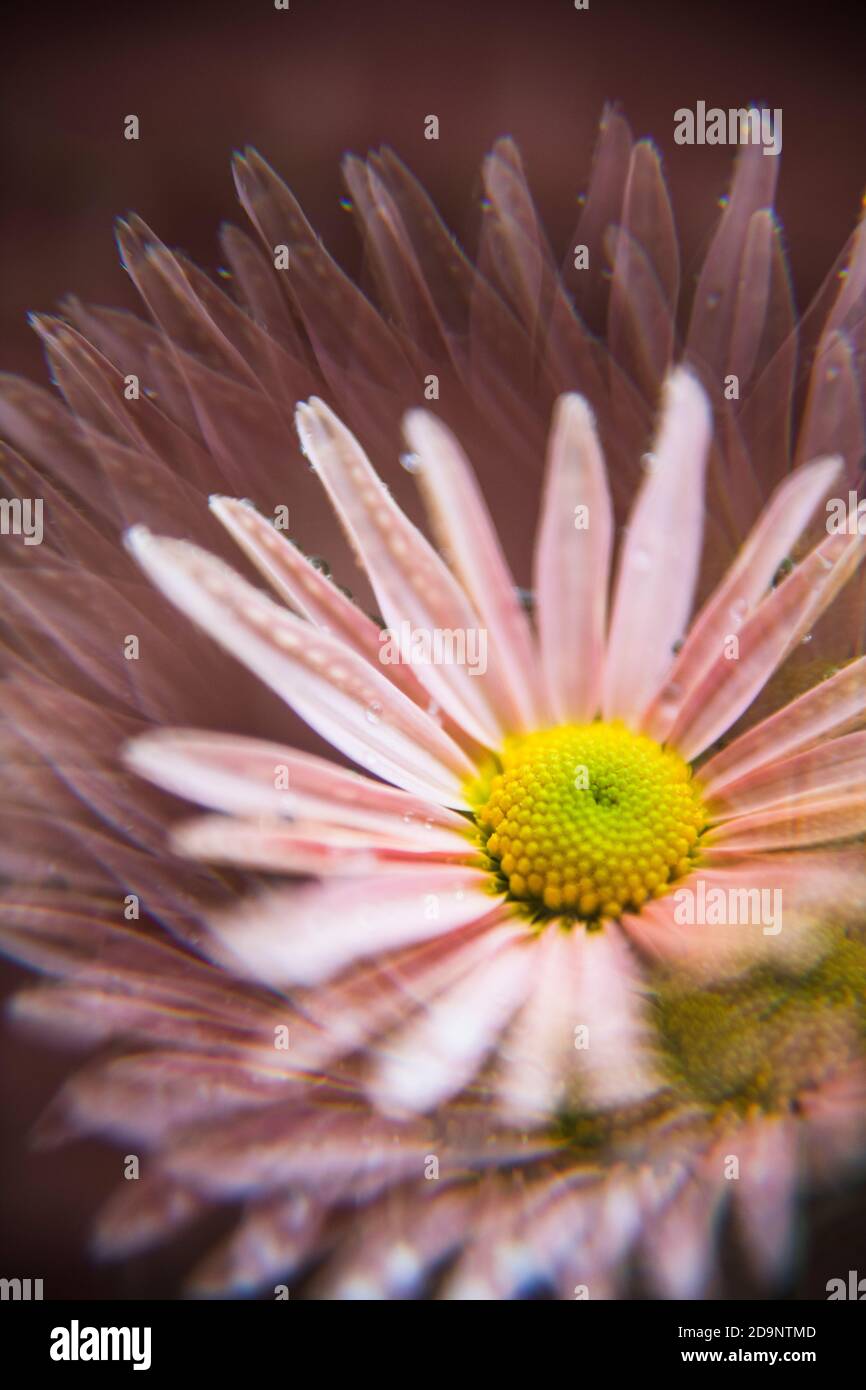 Pink Chrysanthemum Mums Flower Macro closeup with prism effect Stock ...