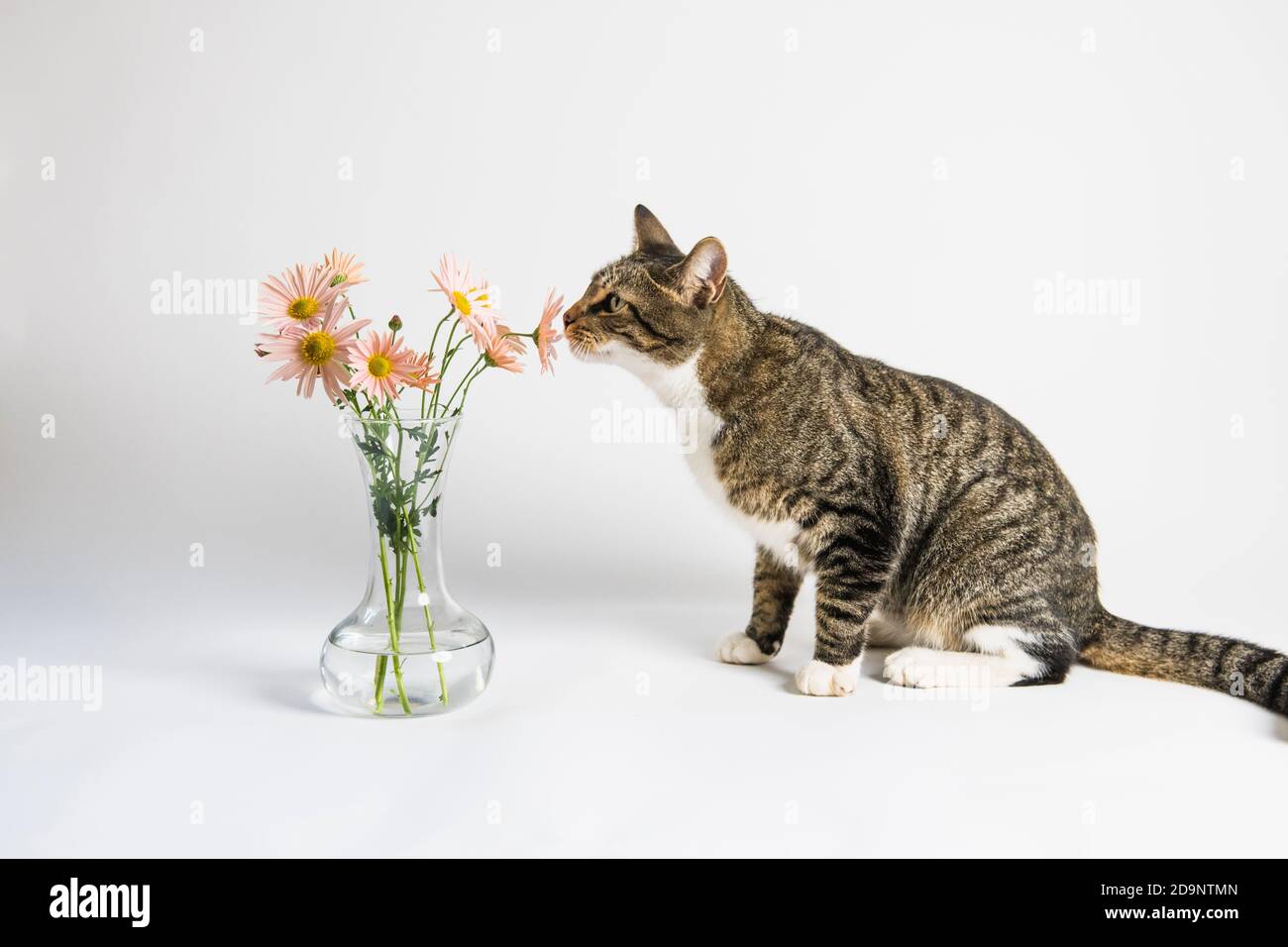 House cat playing in the studio with pink flowers Stock Photo - Alamy