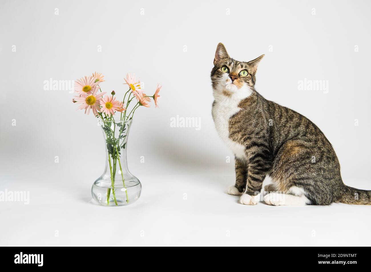 House cat playing in the studio with pink flowers Stock Photo - Alamy