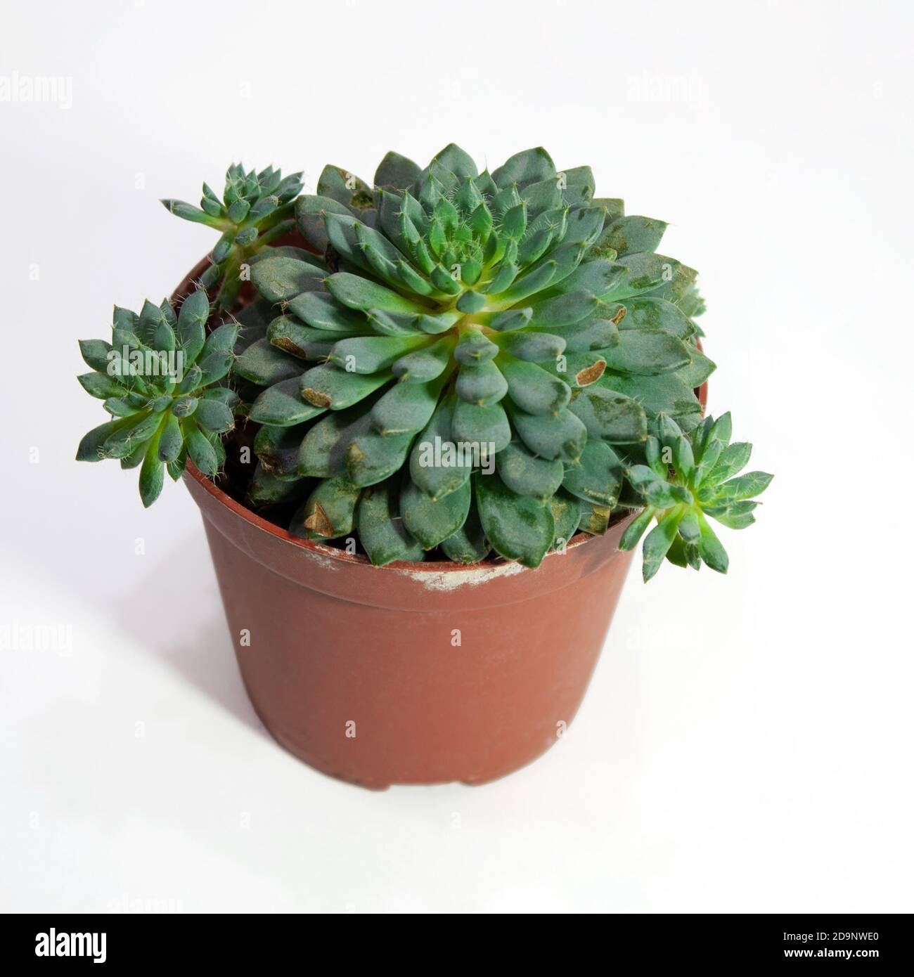 Echeveria setosa hi-res stock photography and images - Alamy