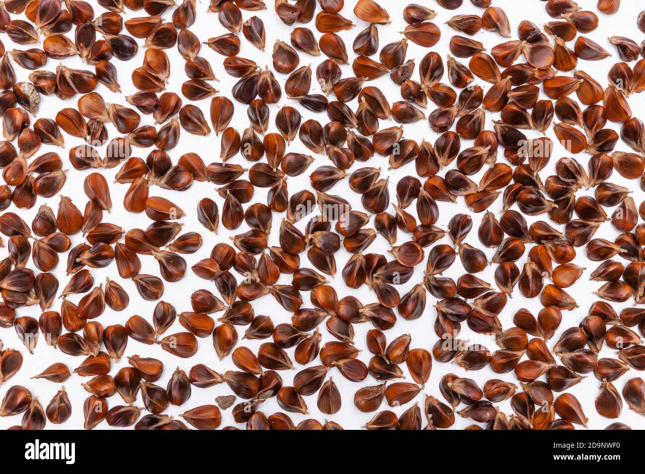 Beech tree seed hi-res stock photography and images - Alamy