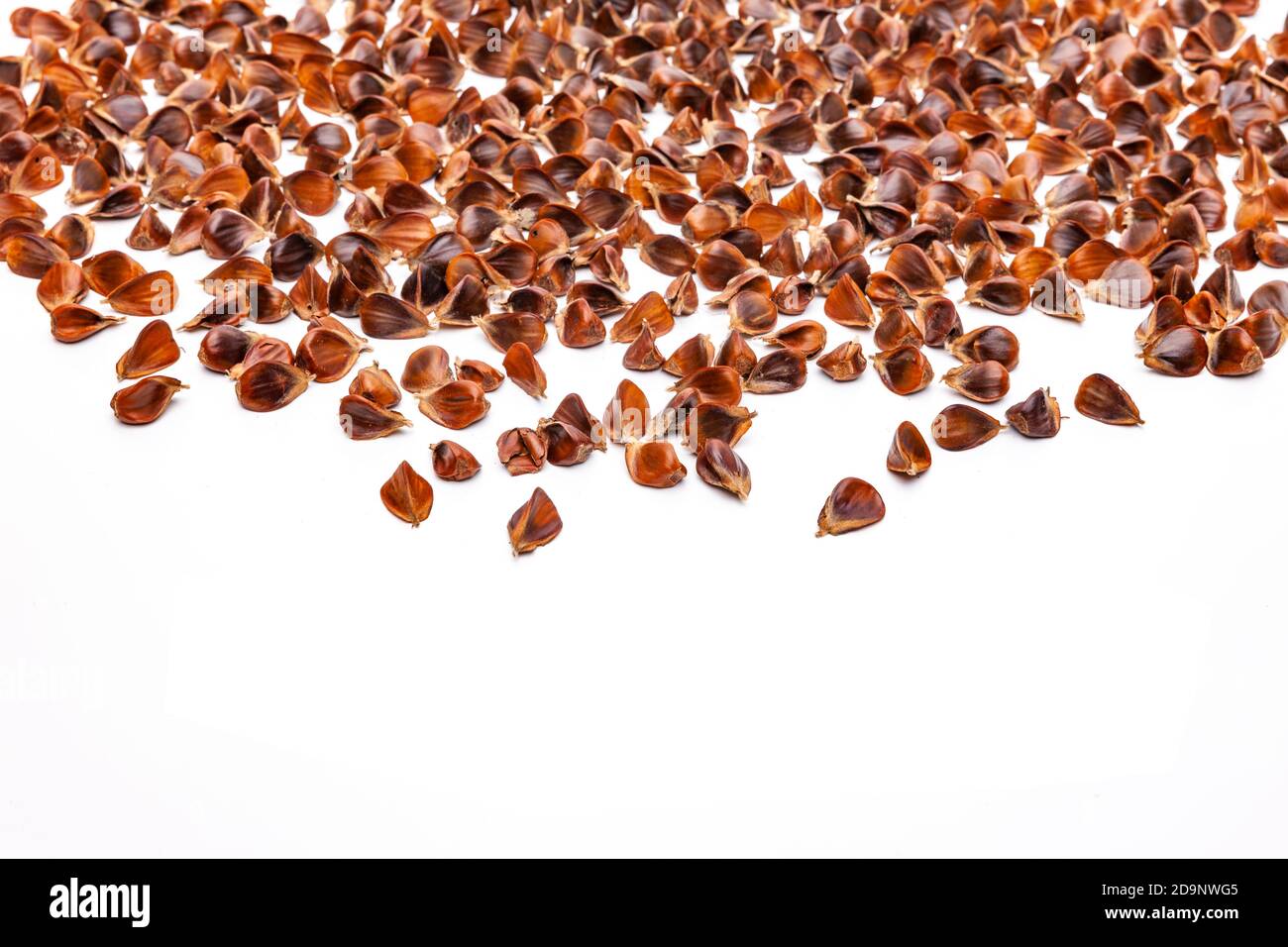 Beech tree seed hi-res stock photography and images - Alamy