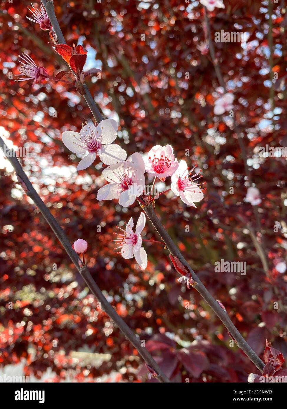 beautiful spring flowers on the coast in Portugal Stock Photo - Alamy