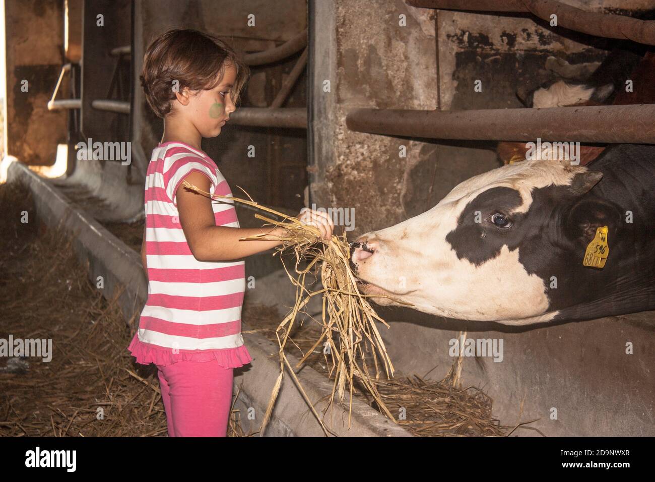 Children playing with cow hi-res stock photography and images - Alamy