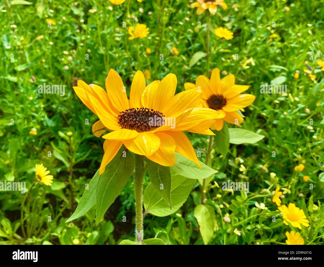 Sunflower on coast hi-res stock photography and images - Alamy