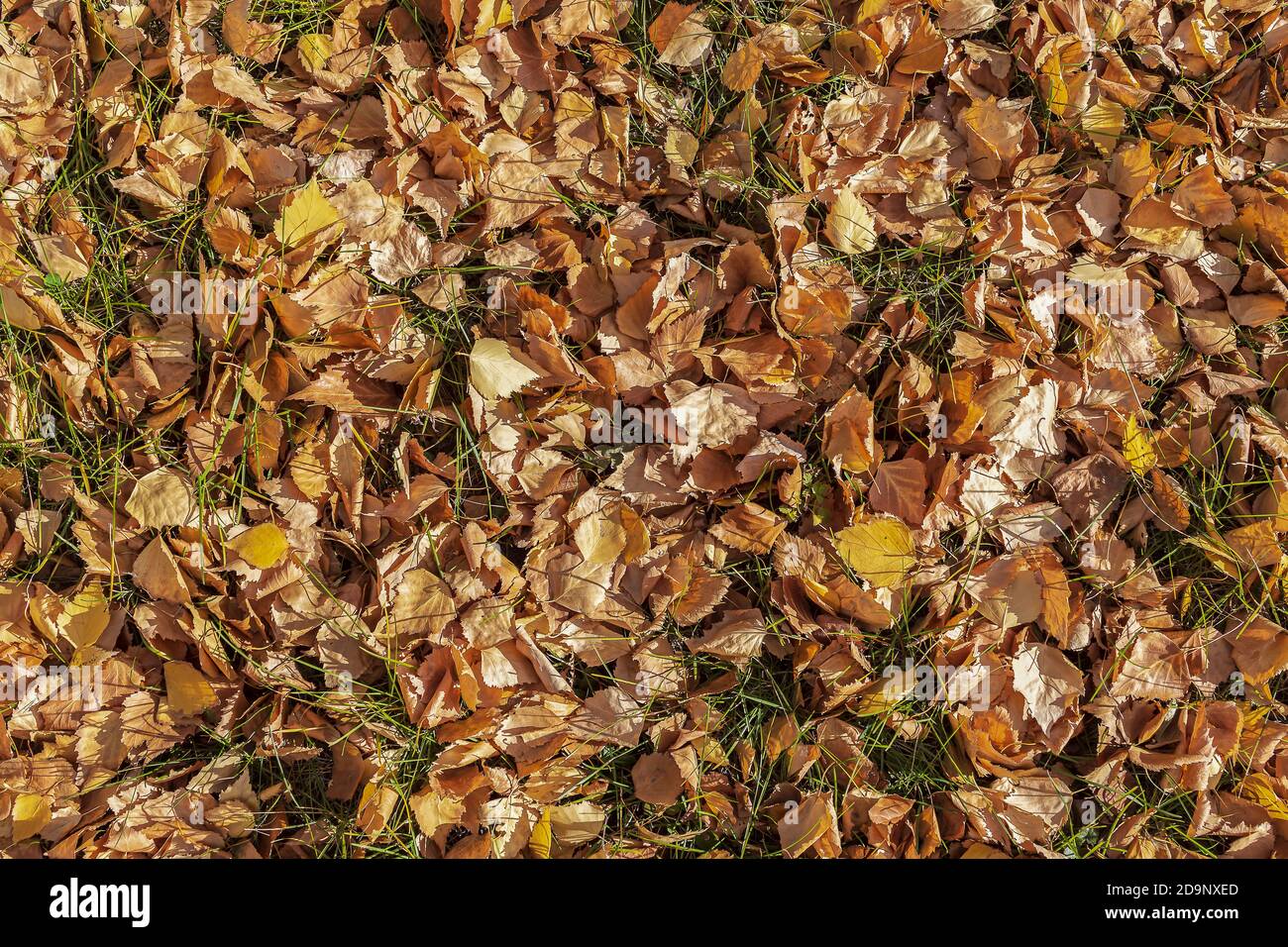 Texture of yellow fallen leaves that lie on the ground Stock Photo - Alamy