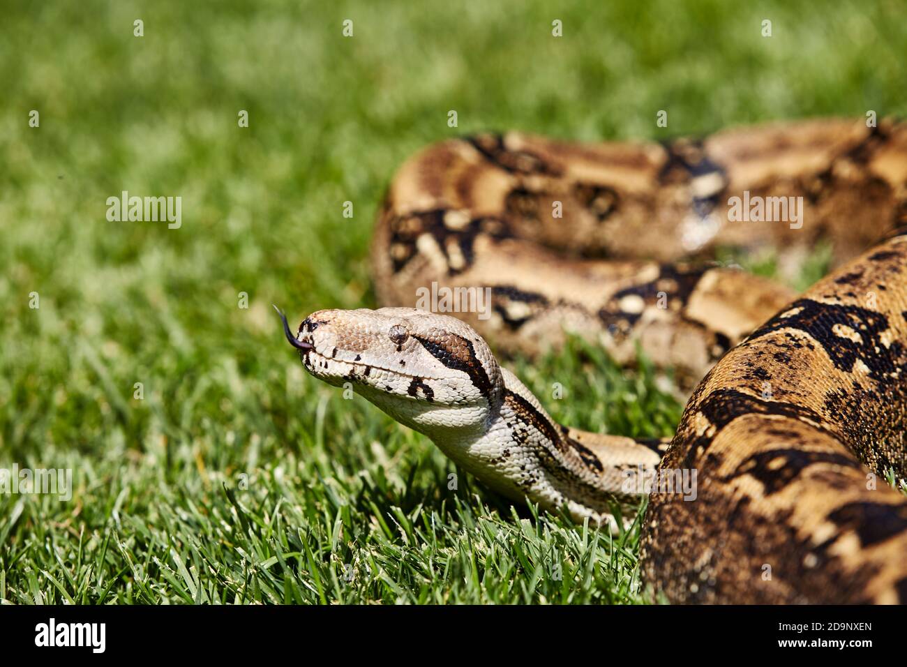 Close up of the head of the boa constrictor non-venomous snake in the ...