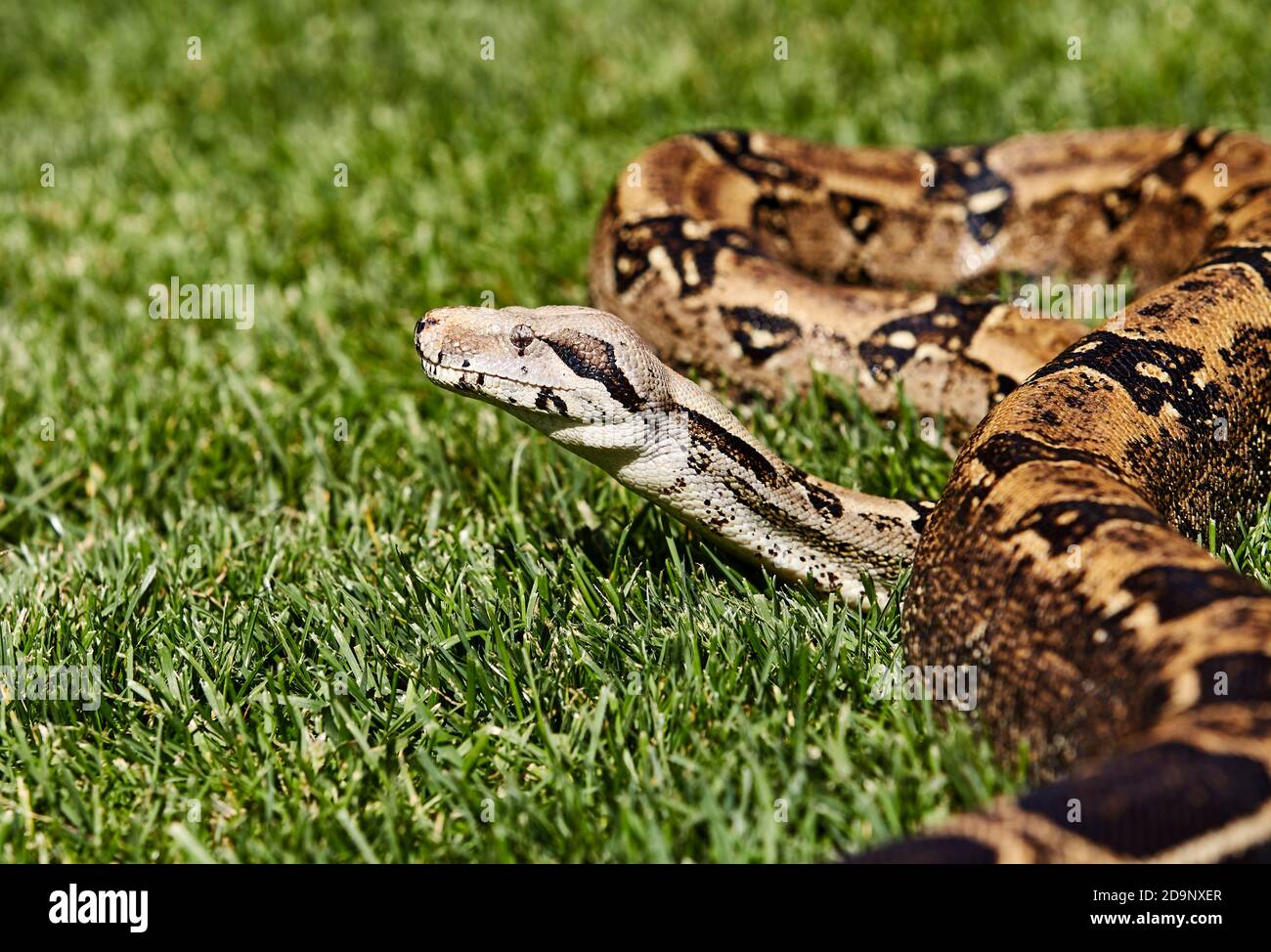 Close up of the head of the boa constrictor non-venomous snake in the ...