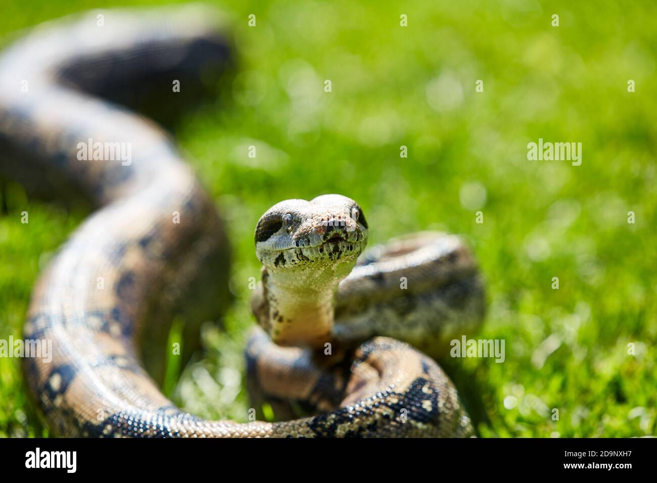 Close up of the head of the boa constrictor non-venomous snake looking ...