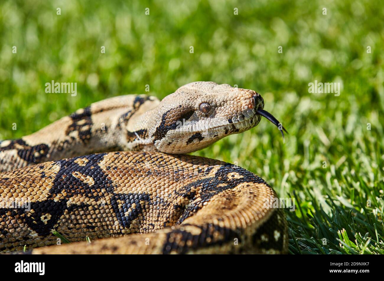 Close up of the head of the boa constrictor non-venomous snake in the ...