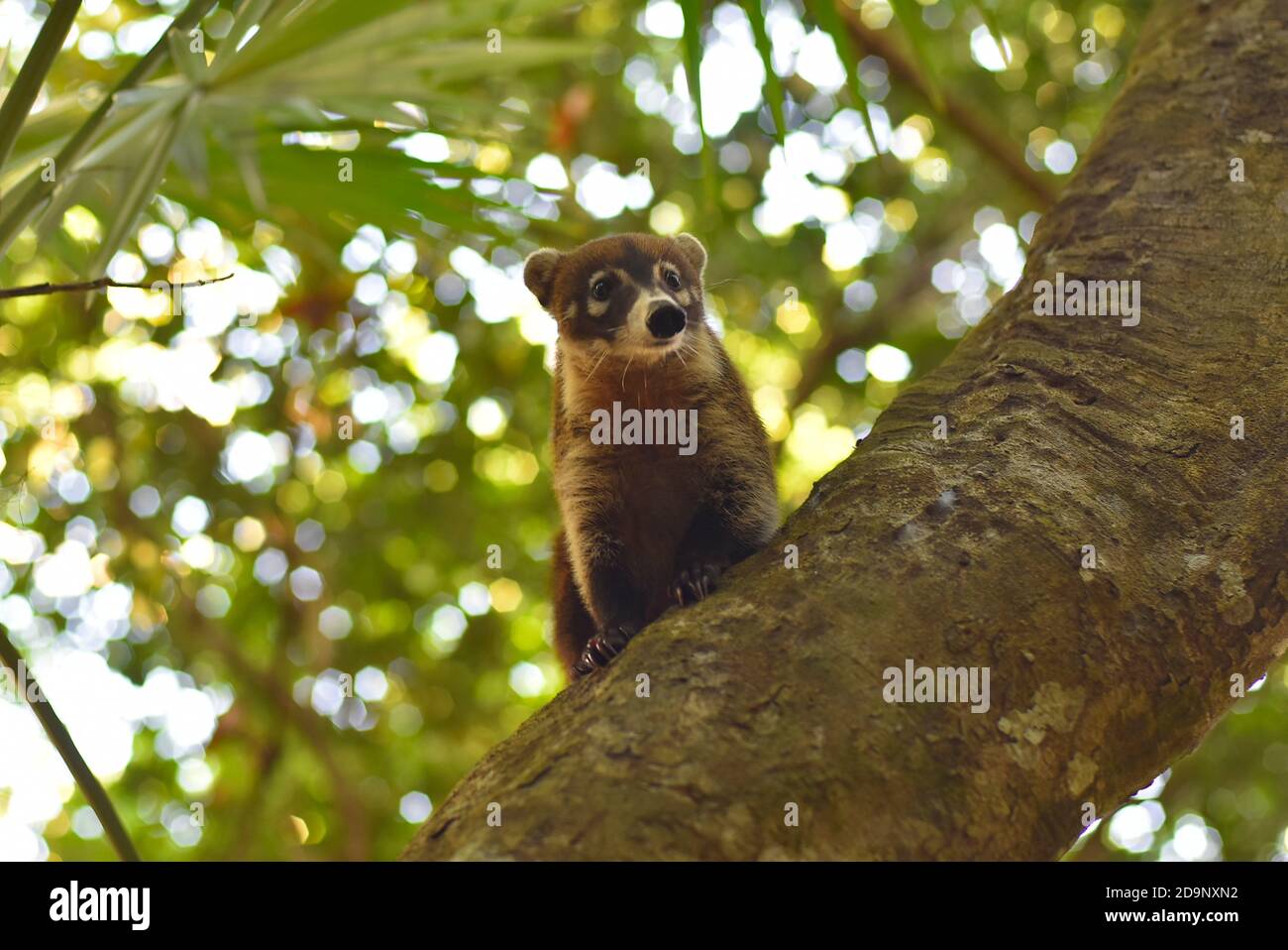 Small specimen of coati climbs trees in the tropical forest Stock Photo ...