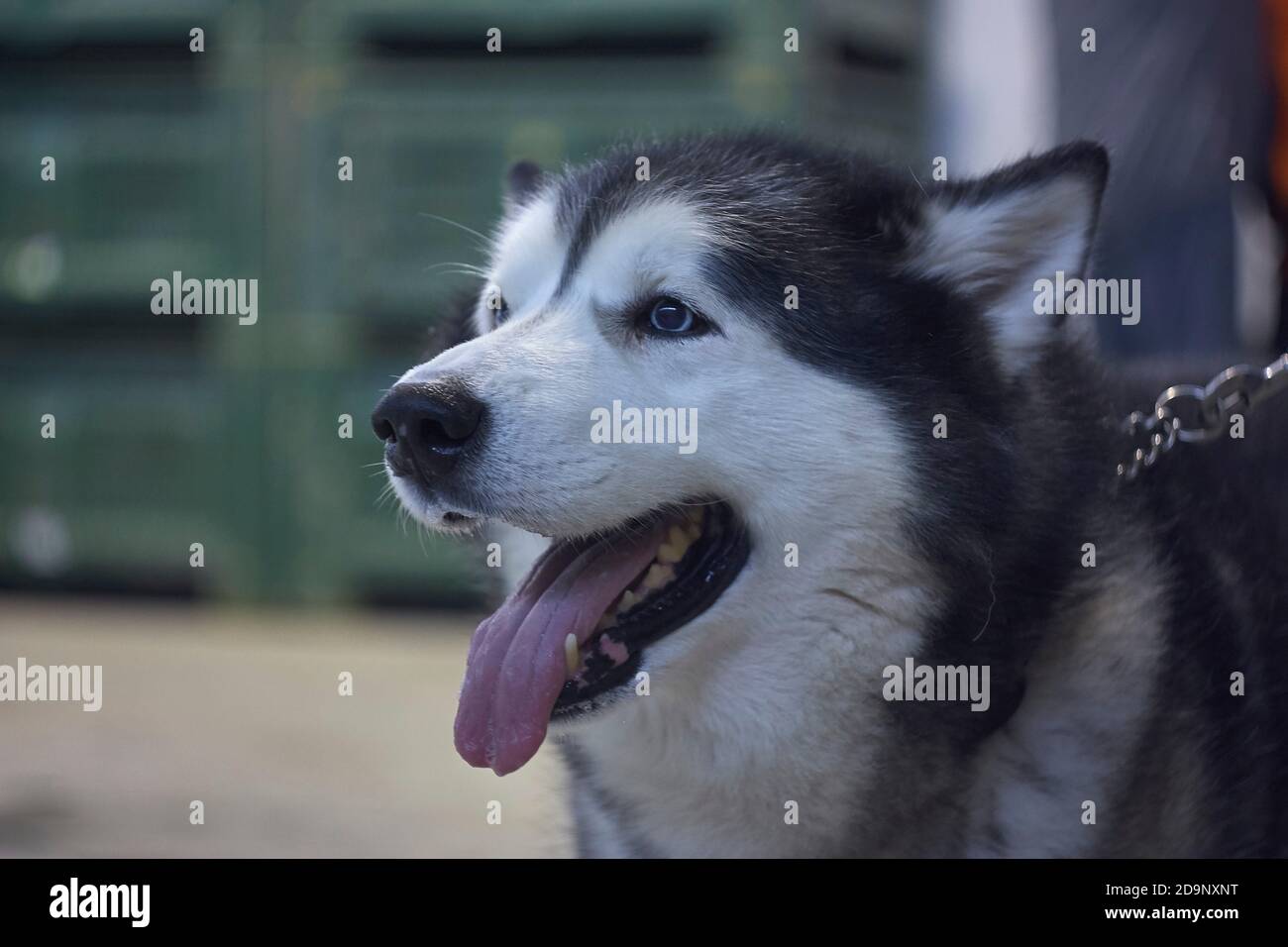 Siberian Husky Dog Dog Show High Resolution Stock Photography and ...