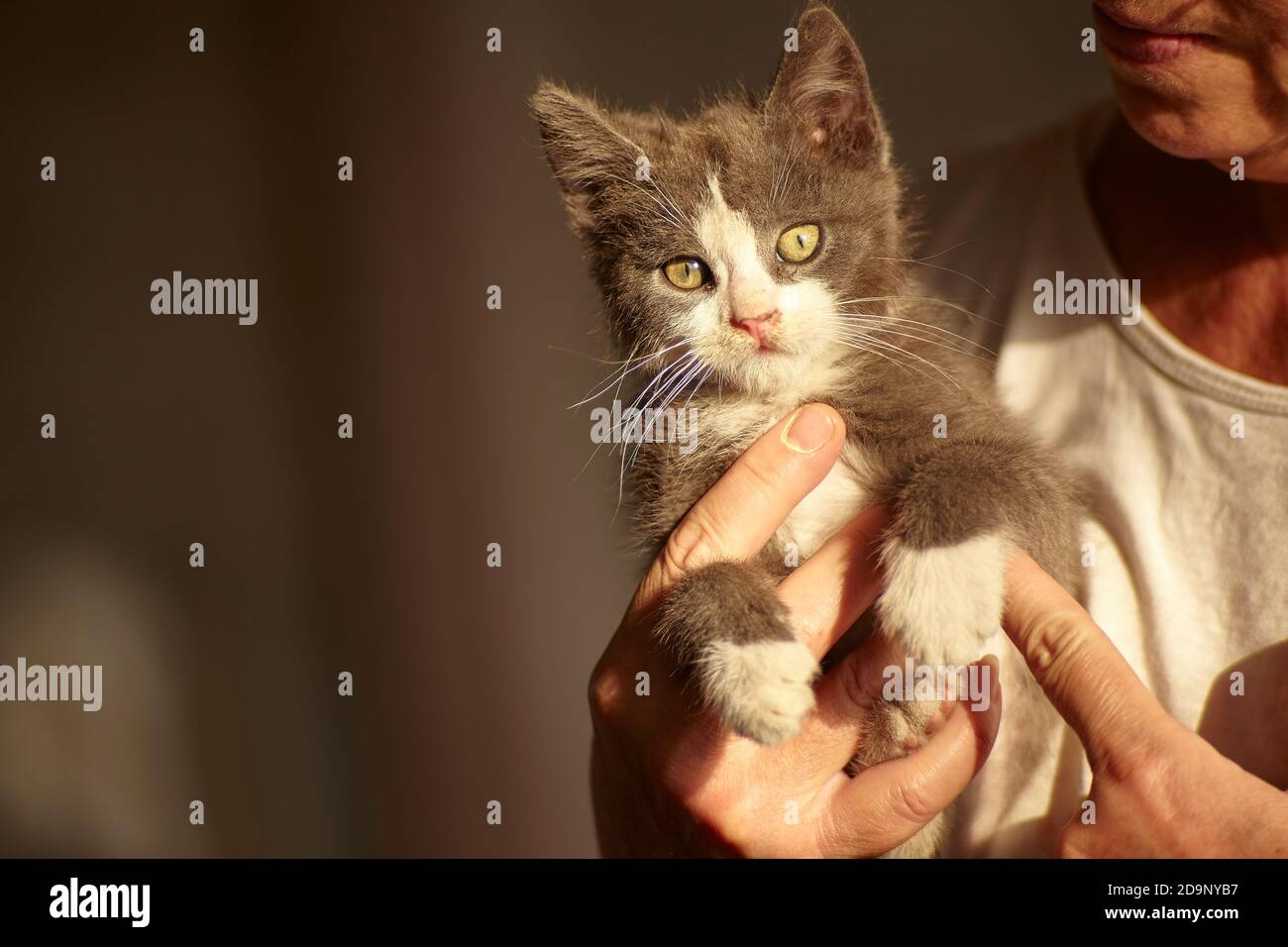 Small kitten held in hand gently while looking towards the resume point ...