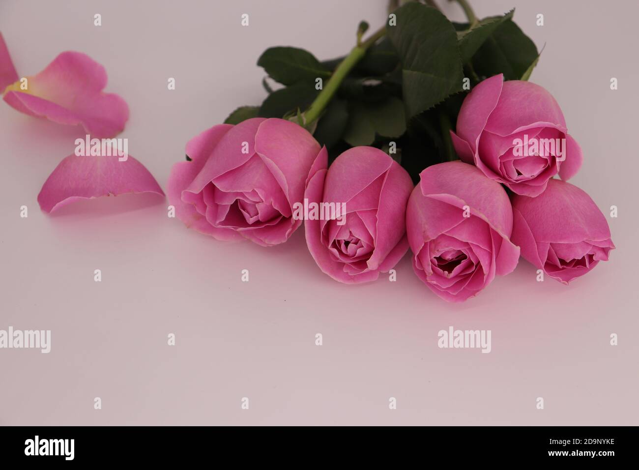 White rose with wilting petals hi-res stock photography and images - Alamy