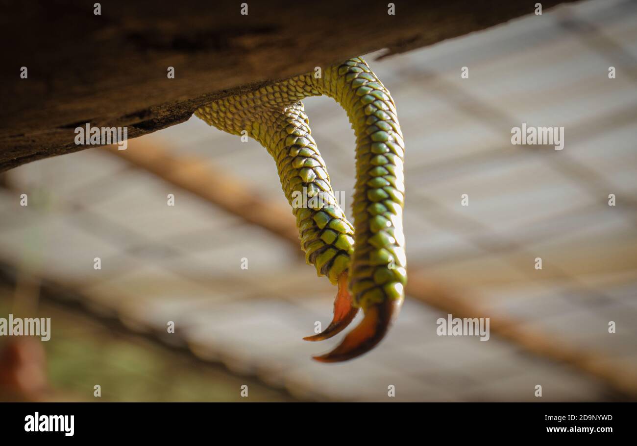 A low angle shot of green iguana feet on a wooden surface Stock Photo ...