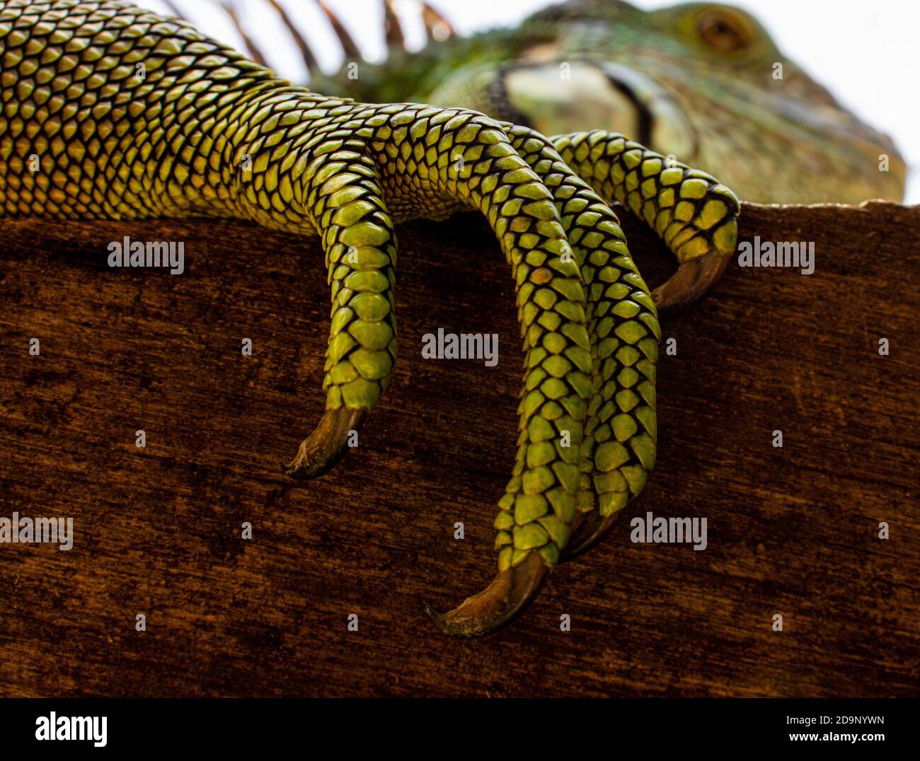 A low angle shot of green iguana feet on a wooden surface Stock Photo ...