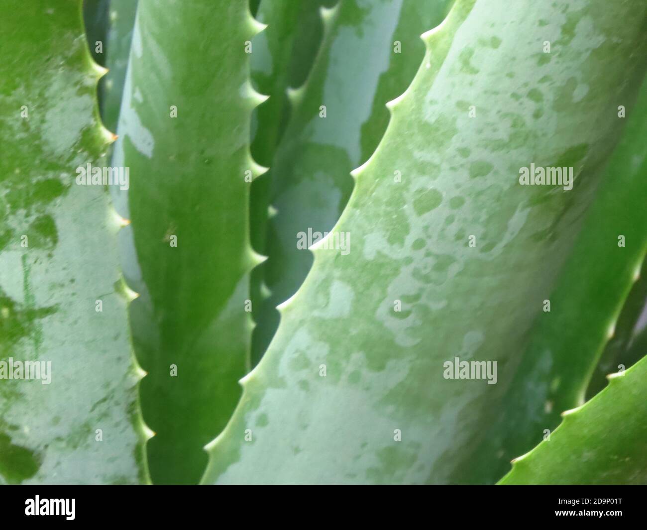 A close up shot of the mature leaves of the green Aloe Vera plant Stock ...
