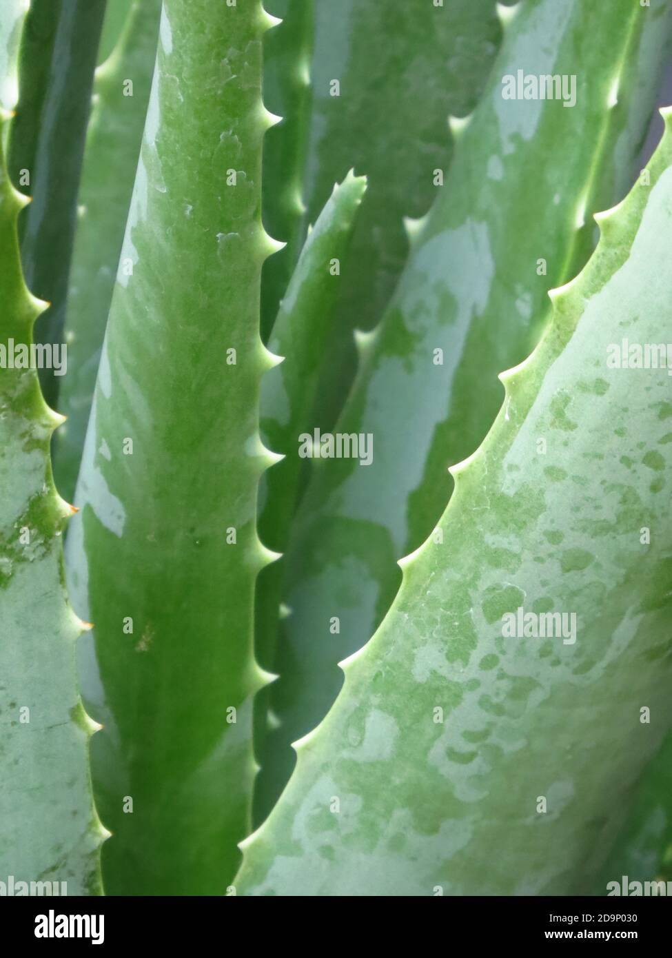 A vertical shot of the mature leaves of the green Aloe Vera plant Stock ...