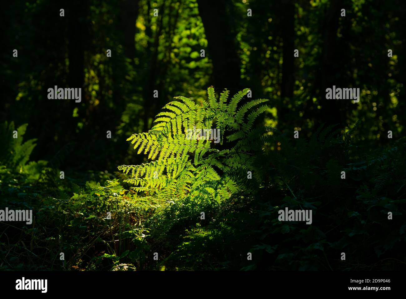 In fern species hi-res stock photography and images - Alamy