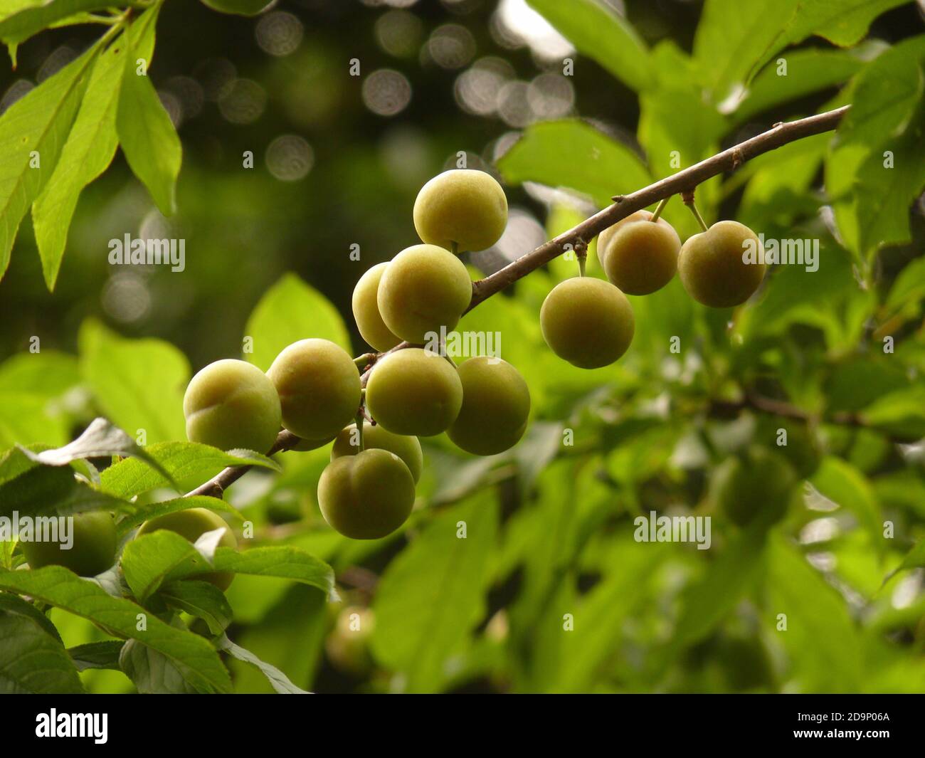 Growing greengages hi-res stock photography and images - Alamy