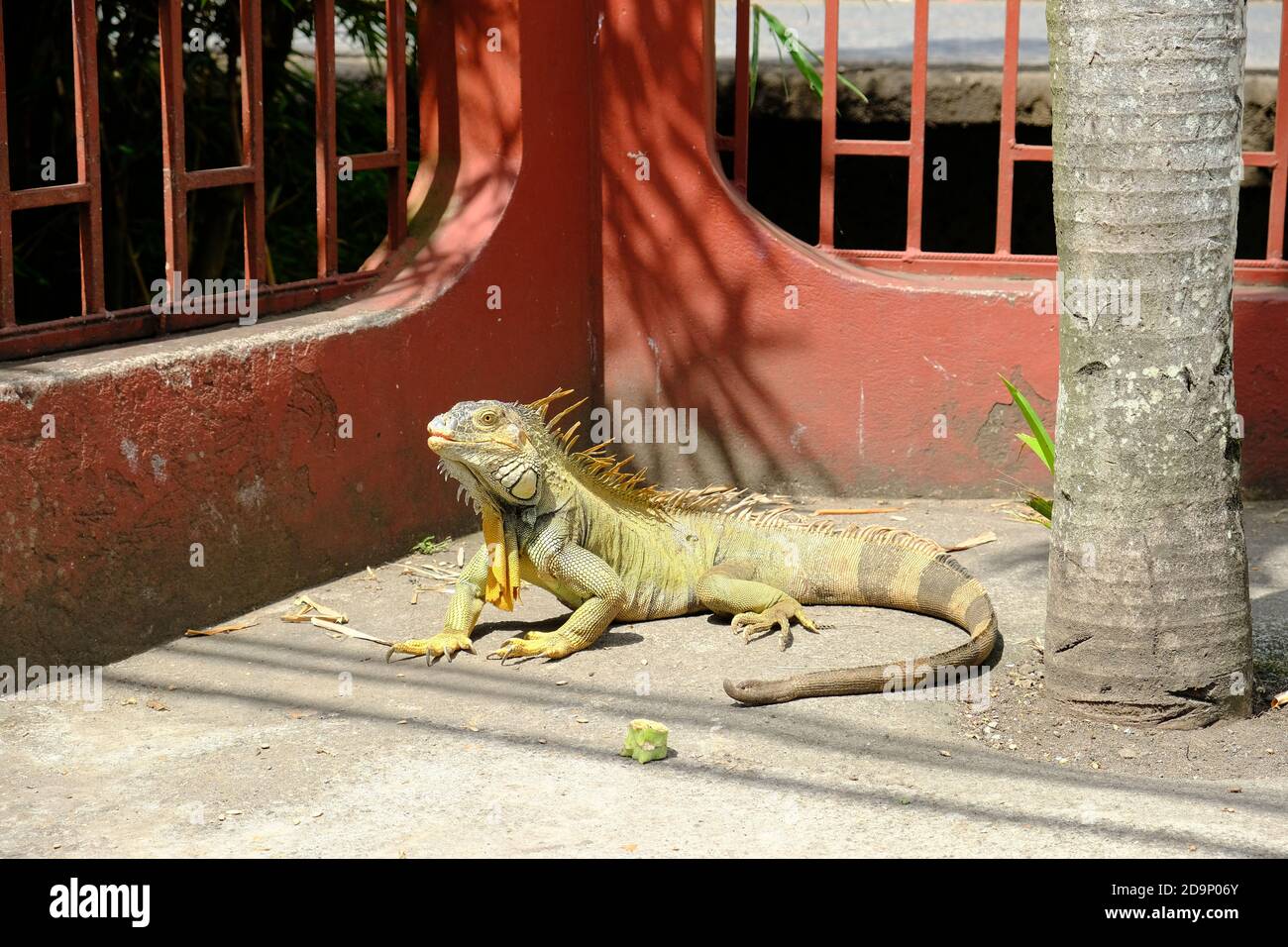 Costa Rica Arenal Volcano and La Fortuna - Large green Iguana - Iguana ...