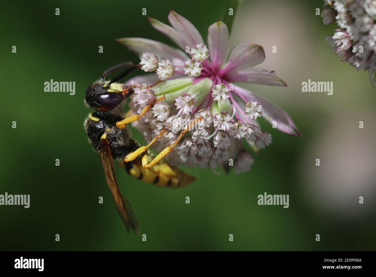 Large wasp hi-res stock photography and images - Alamy