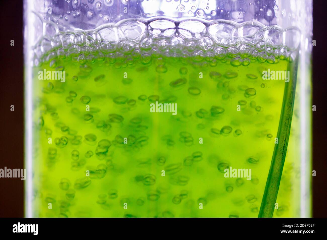 Photobioreactor in lab algae fuel biofuel industry Algae fuel or algal ...