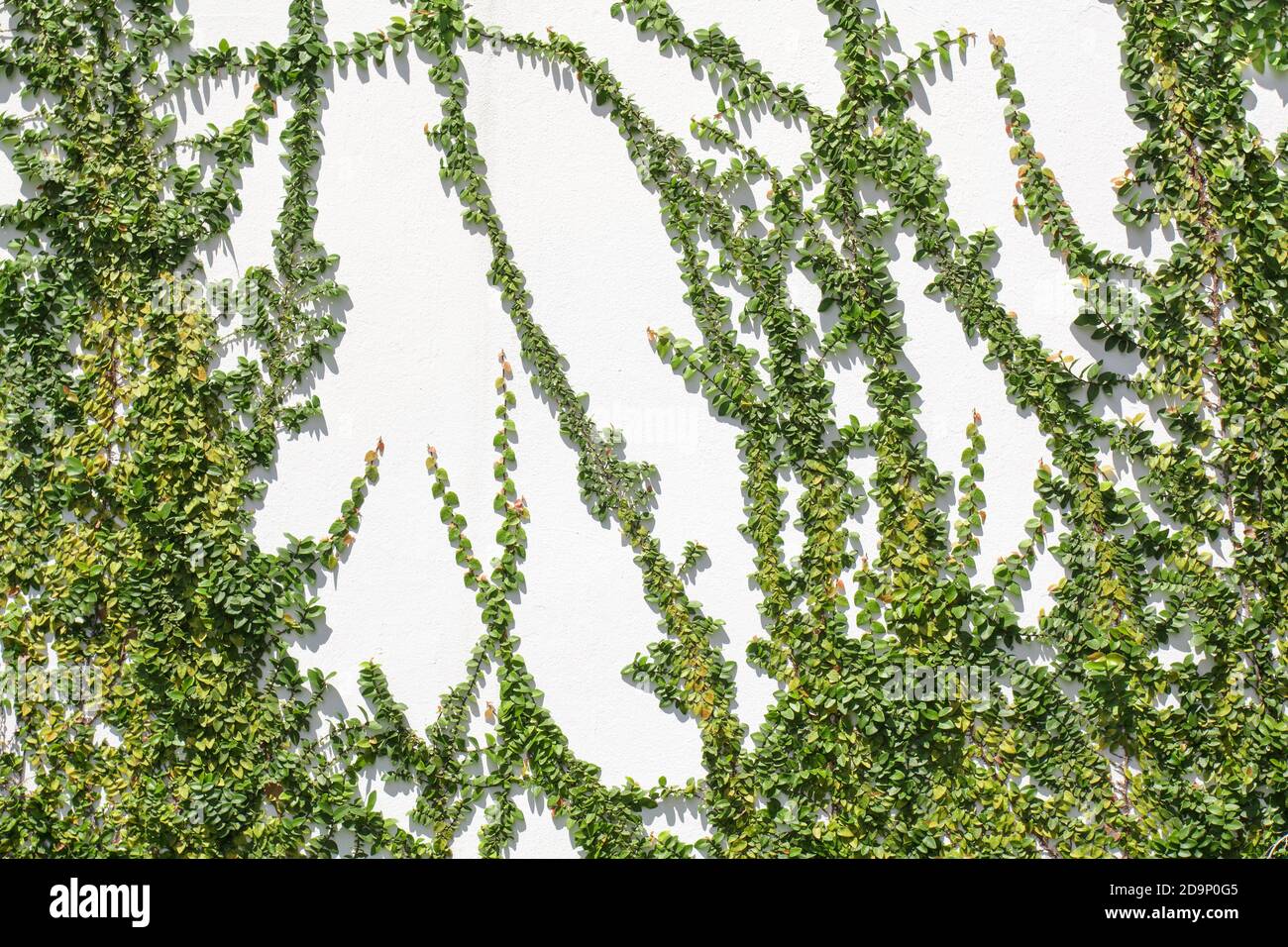 Ficus pumila climbing on white wall Stock Photo - Alamy