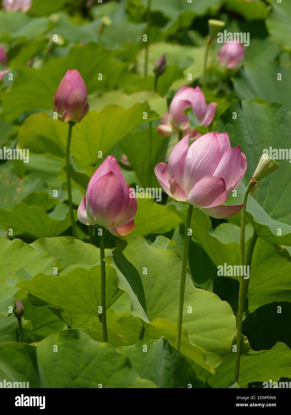 A vertical shot of pink Lotus flowers in their full bloom in springtime ...