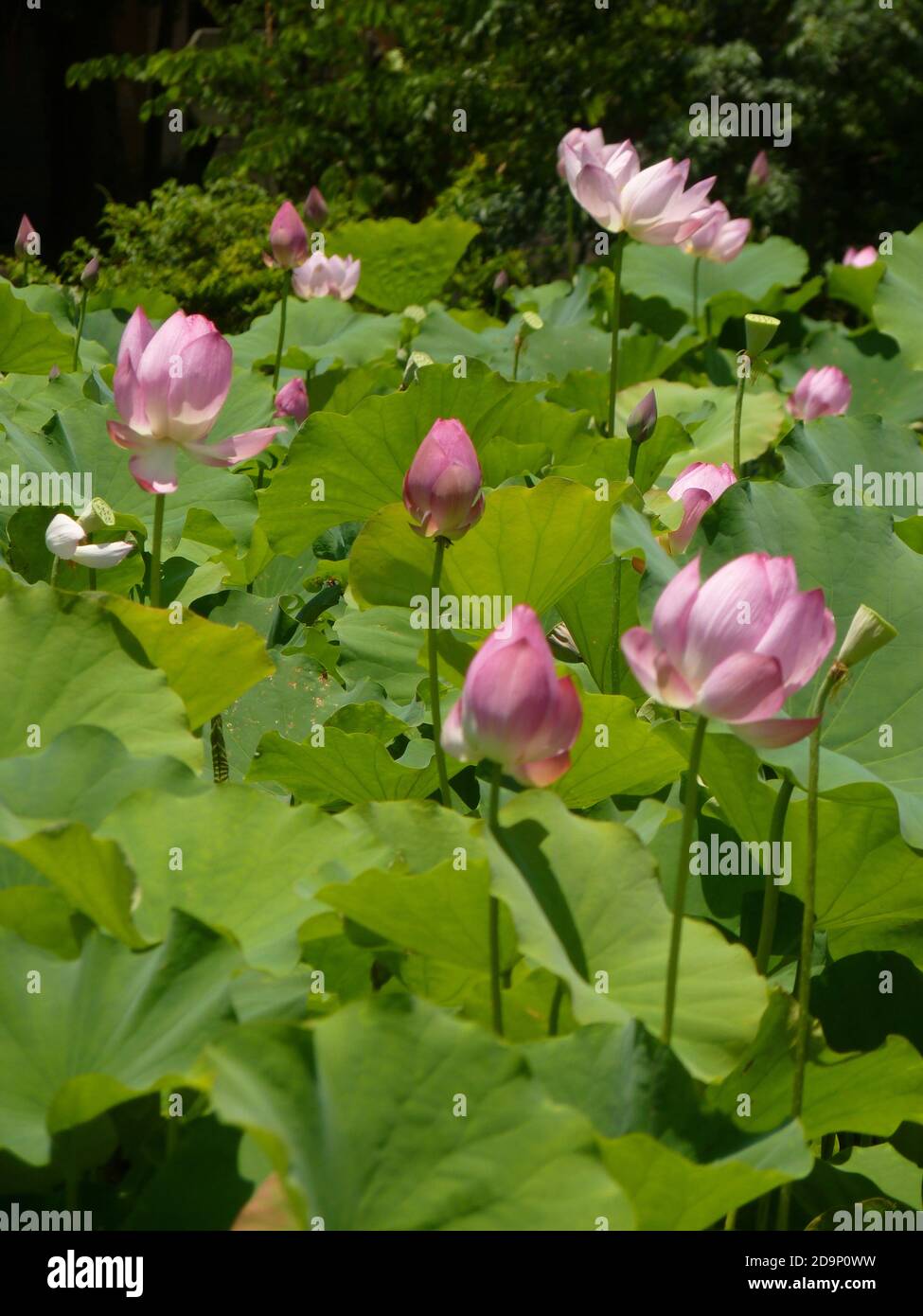 A vertical shot of pink Lotus flowers in their full bloom in springtime ...