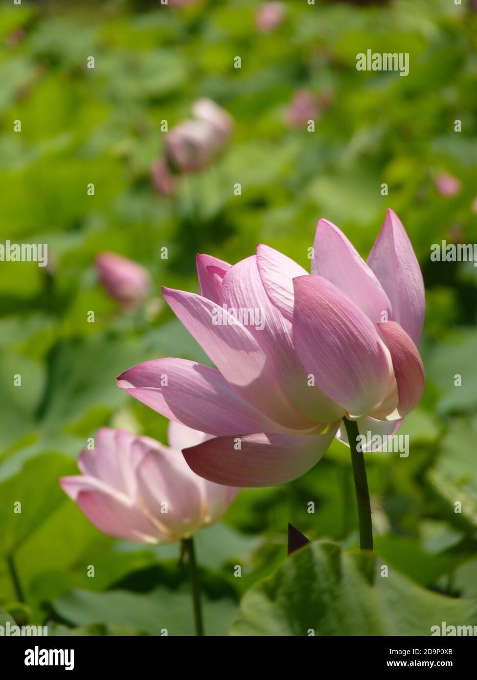 A vertical shot of a pink Lotus flower in its full bloom in springtime ...