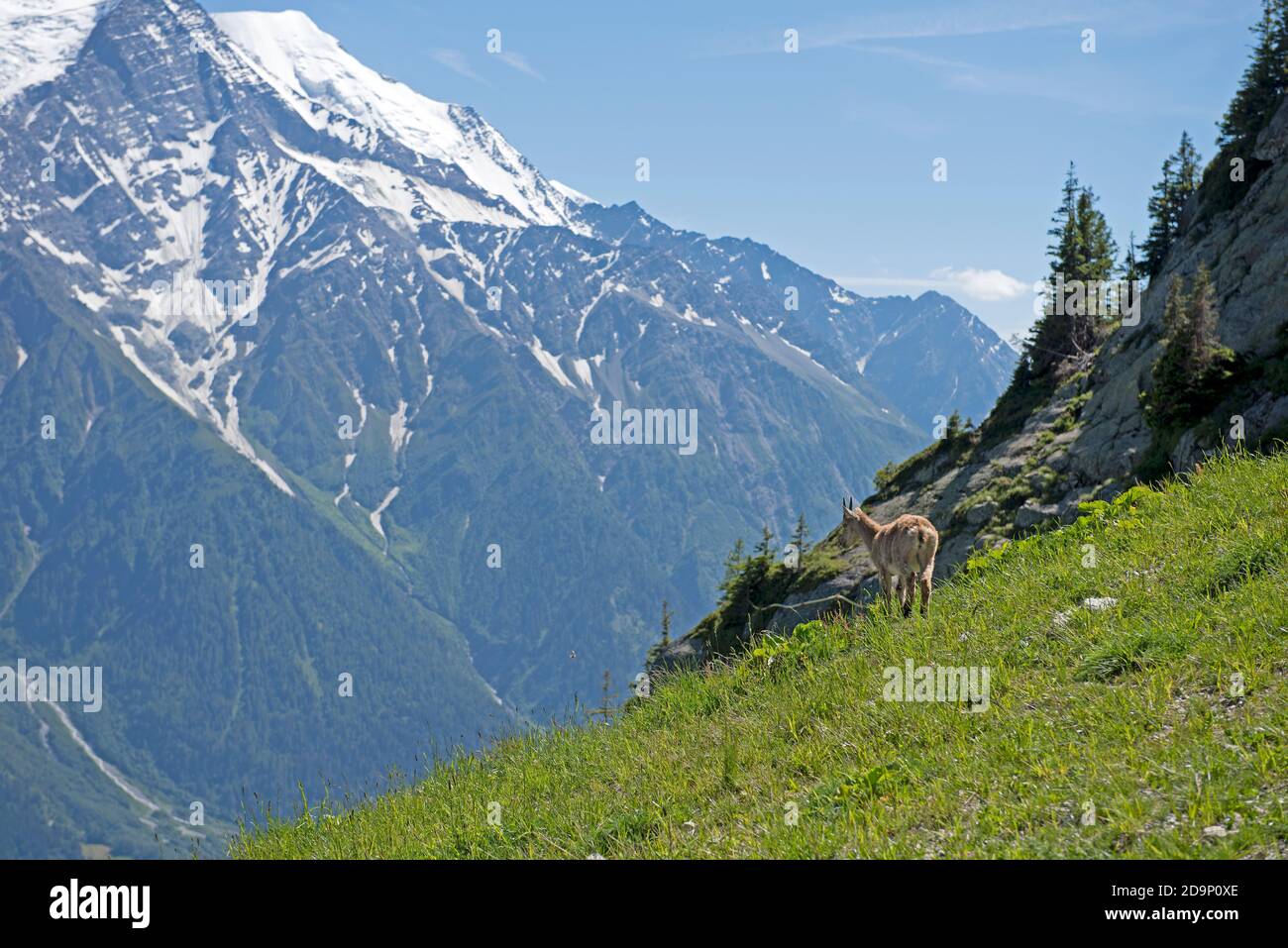 Alpine ibex capra ibex above chamonix hi-res stock photography and ...
