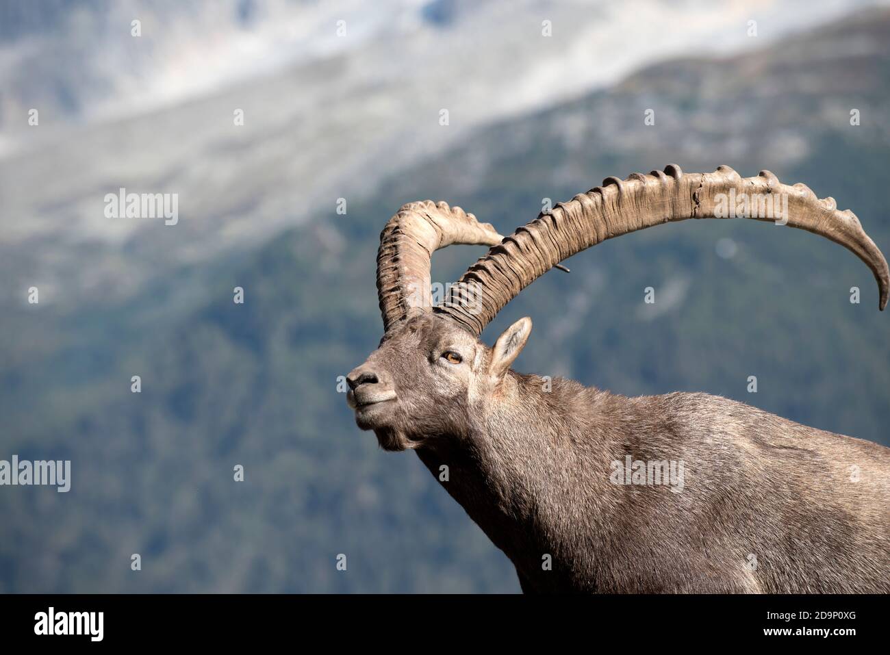Alpine Ibex (Capra ibex), France, Alps Stock Photo - Alamy