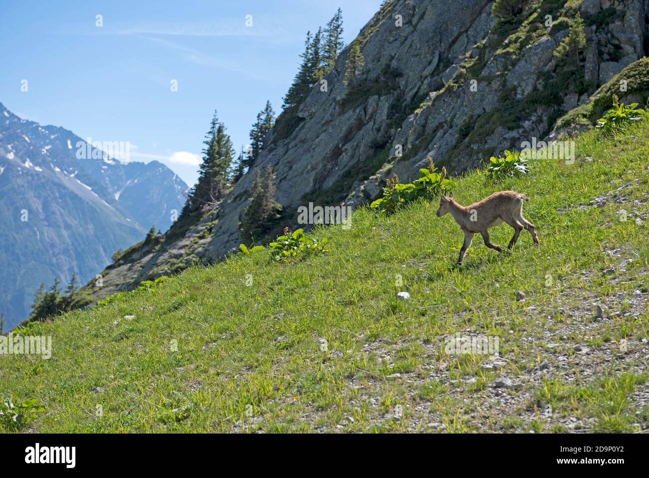 Alpine Ibex (Capra ibex) above Chamonix Stock Photo - Alamy