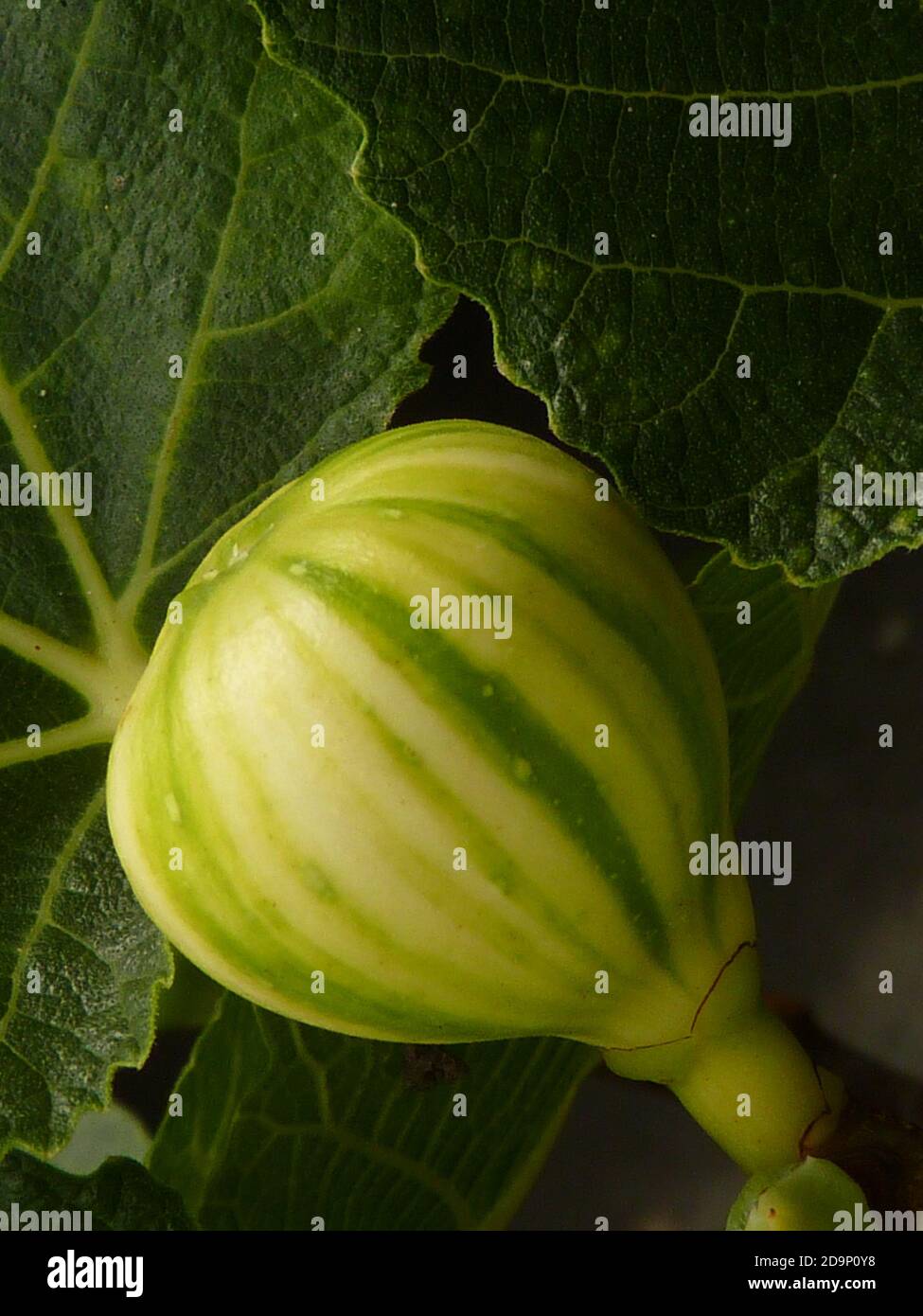 Striped fig hi-res stock photography and images - Alamy